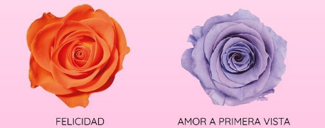 ¿Cuánta variedad de colores existen en las rosas?